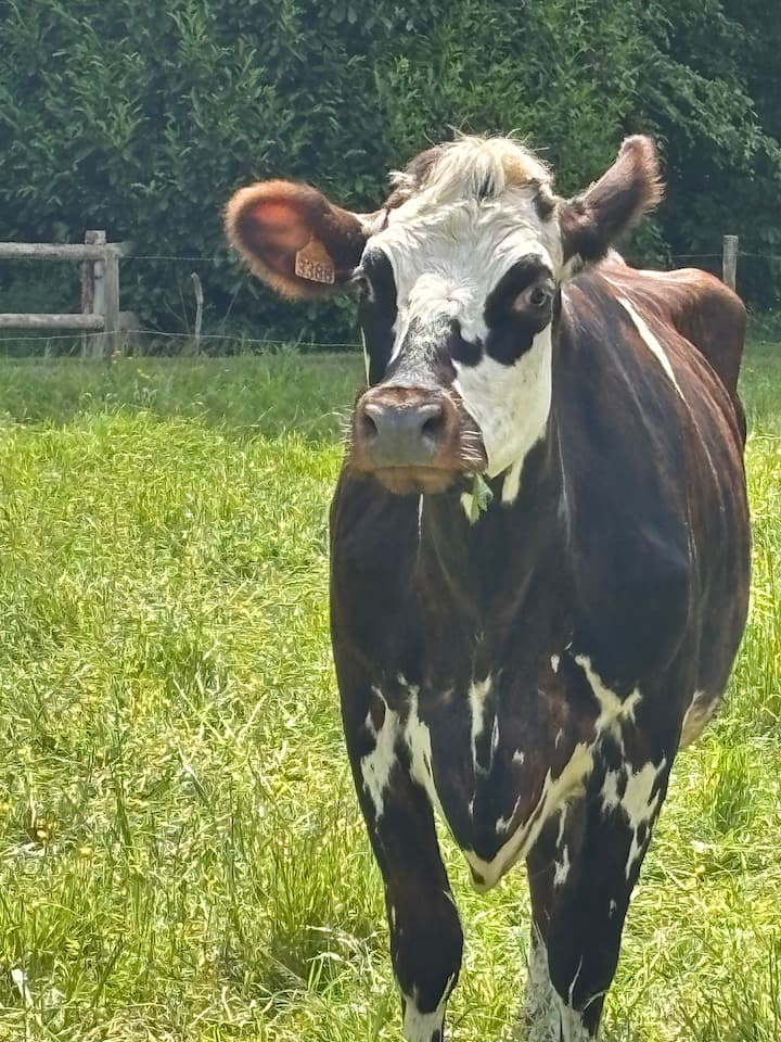 Gîte Autour Des Vaches De Jf - Lillebonne