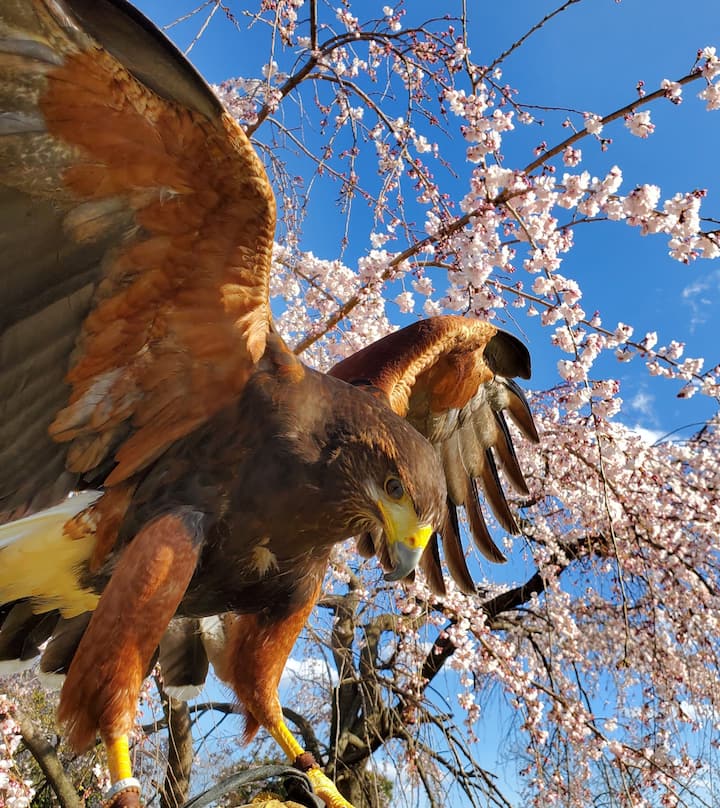海辺の宿　海ことひ　個室1 - 京丹後市
