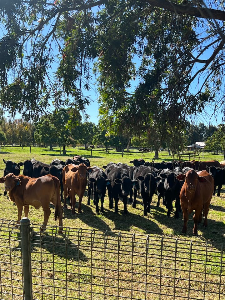 "Myra Downs" Farmstay - Harvey