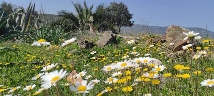 80d ÇIftlik Içerisinde Köy Evi - Foça