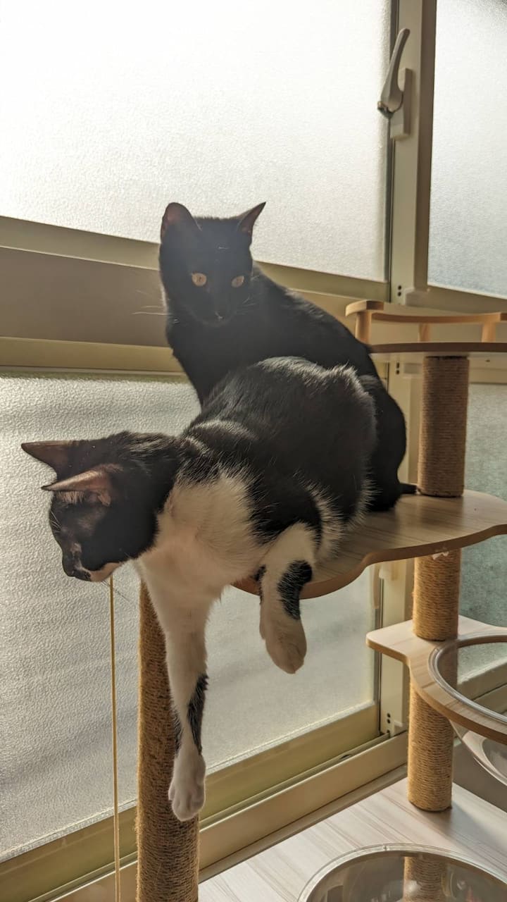 Quiet Studio Near Aletheia Uni - Taipei