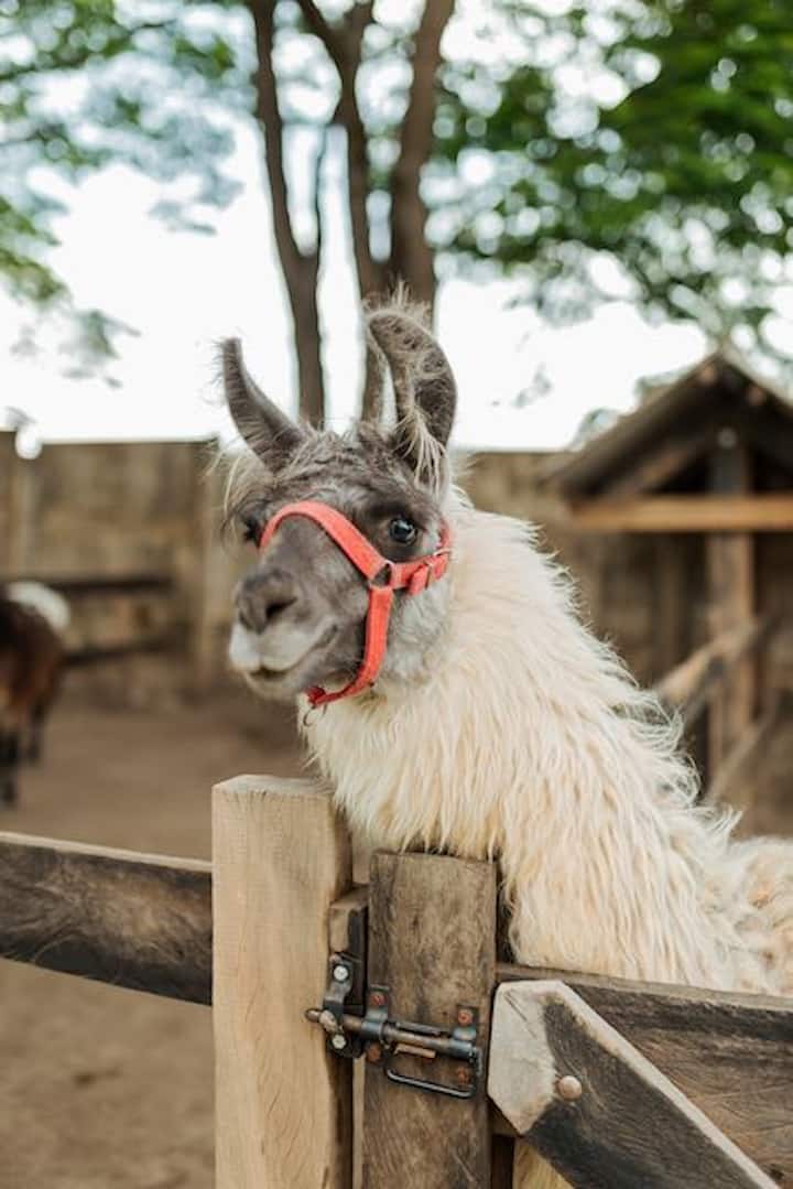 Casa Country Com Mini Fazendinha - Retiro Rural - Itu