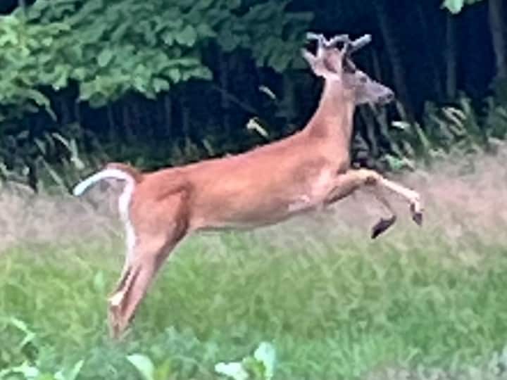 White Tail Hill - Black Lake, NY