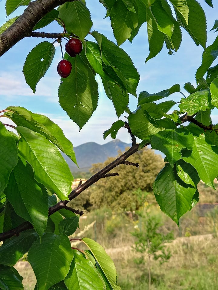 Les Terrasses De Céret, Confort, Vues, Jardin - Céret