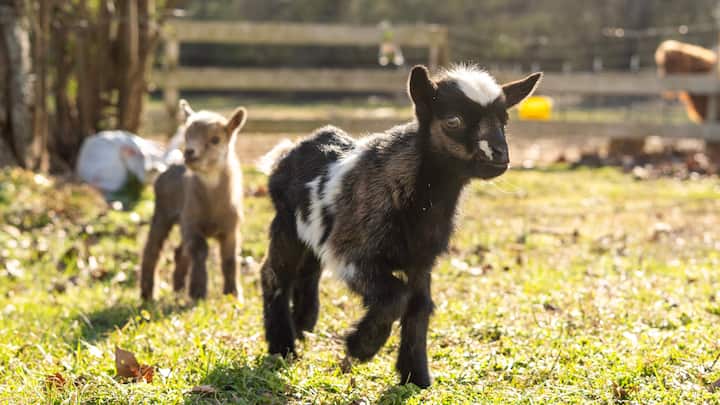 Historic Farmhouse Retreat W/animal Encounters - Hot Springs, AR