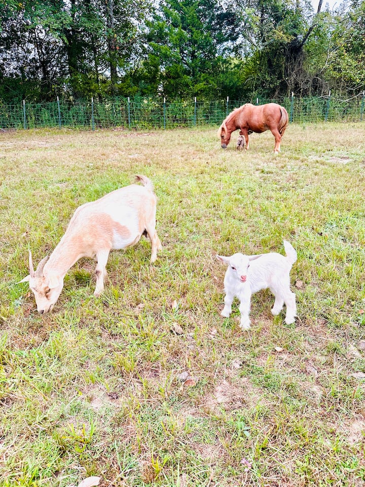 4-br Farm Stay W/animals & Private Fire Pit - Hot Springs, AR