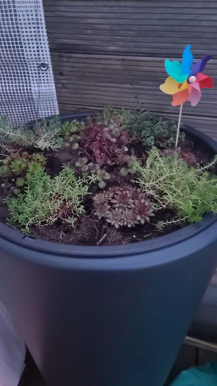 Tante Trudes Kleines Häuschen - Bordesholm