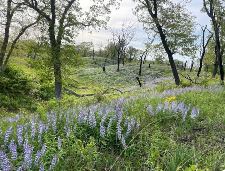 Woodland Sand-dune Retreat - Faerie Forest - Gary, IN
