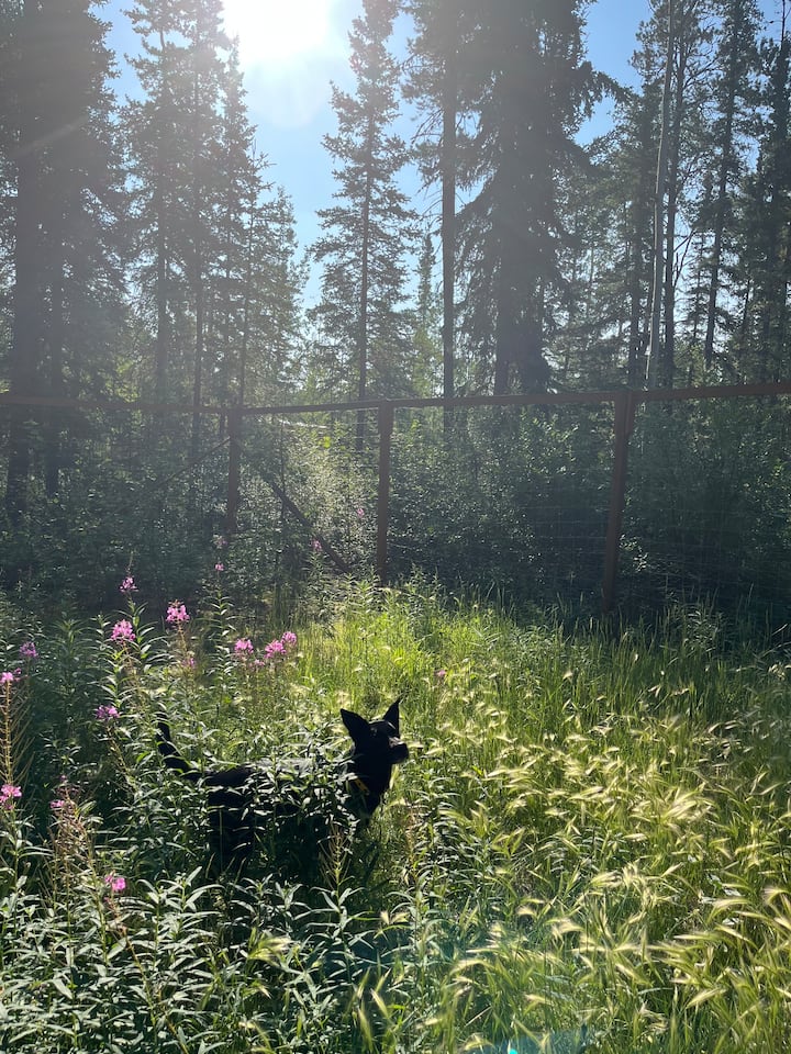 Cozy & Woodsy Wolf Creek Bnb - Whitehorse