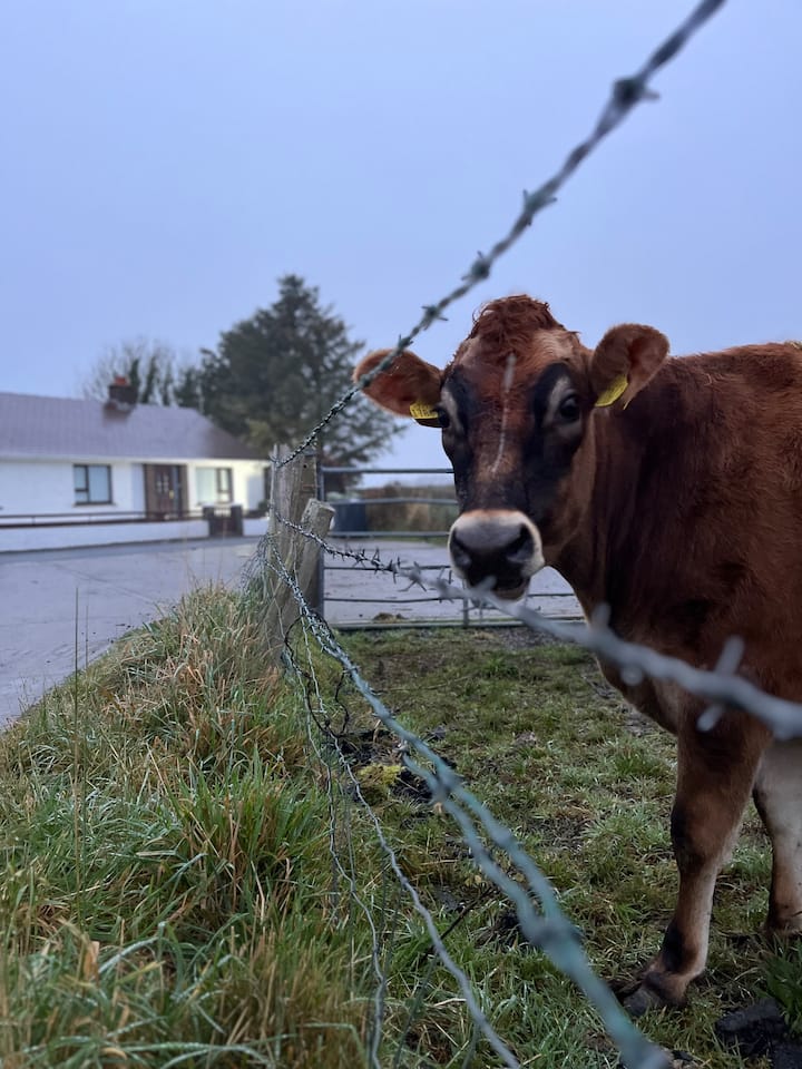 Olivia-leigh Cottage
4 * Luxury Mourne Mountains - Rostrevor