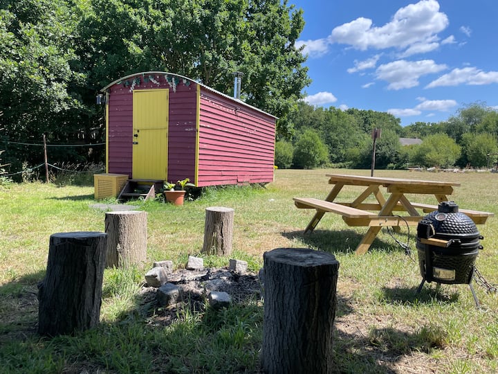 Dandelion - Whitstable