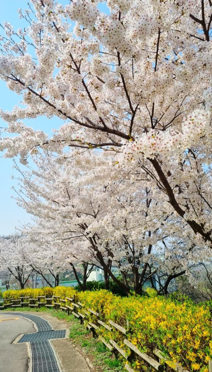 [New]벛꽃만발/all에어컨/마포대형8인/arexdmc역도보5분#한강#월드컵경기장#명동 - South Korea