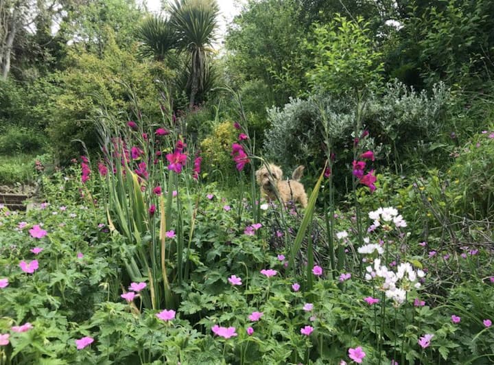 Wild Garden In Central Stroud: Room 1 - Stroud