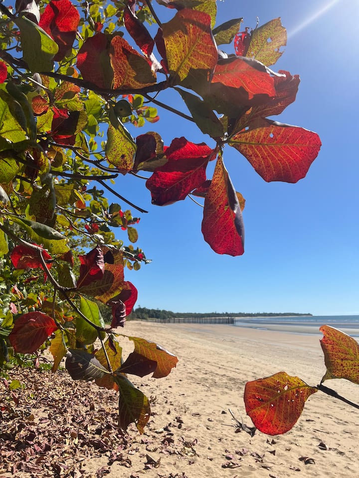 Seashells Of Seaforth - Cape Hillsborough National Park