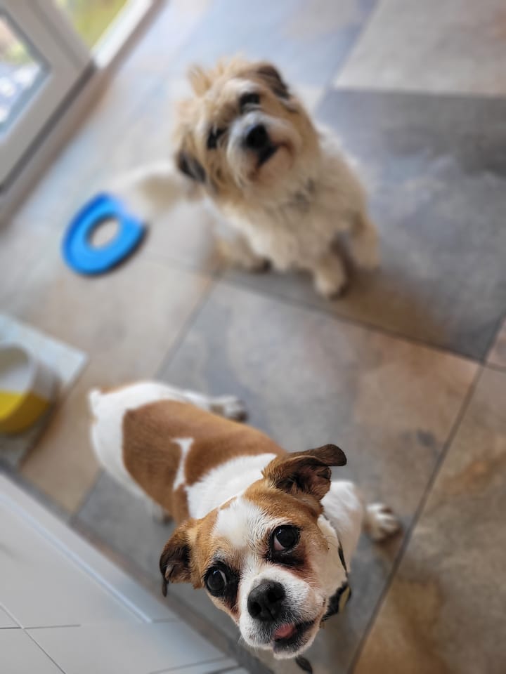 Comfortable Spacious Room Near York Centre - 