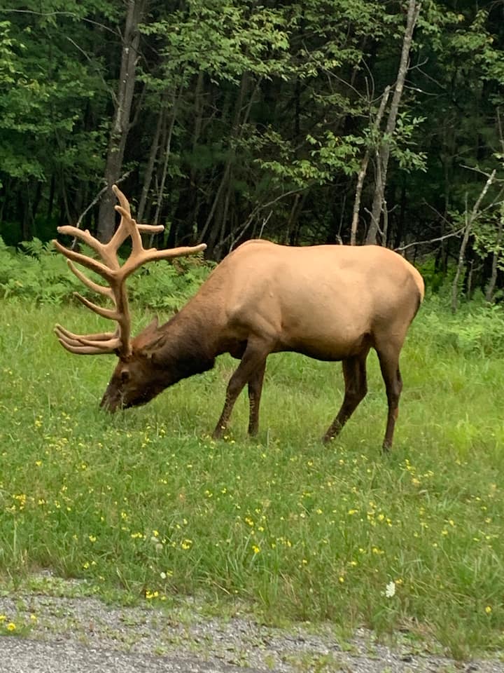 A Cozy Cottage - Sinnemahoning State Park, Austin