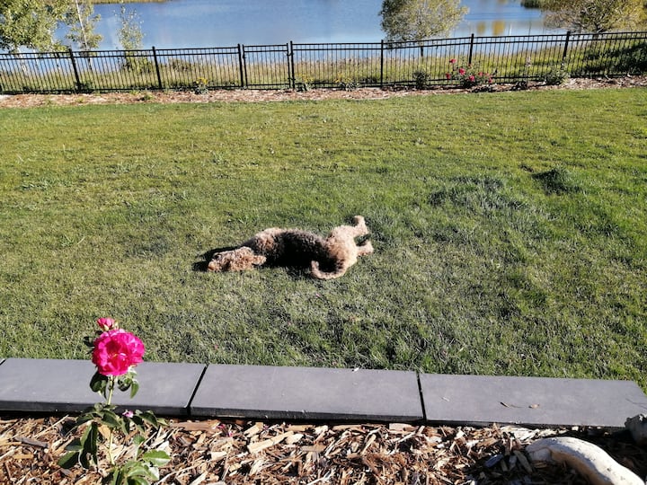 Waterfront
/Modern/ King Bed/spacious Backyard - Calgary