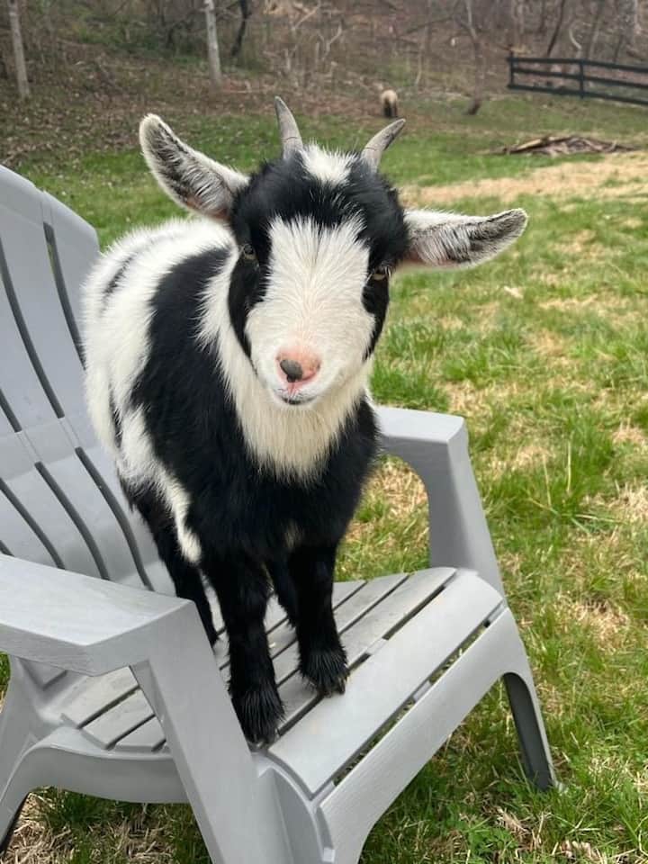 Baby Donkey + Baby Goats + Farm Stay + Parkway - Bedford, VA