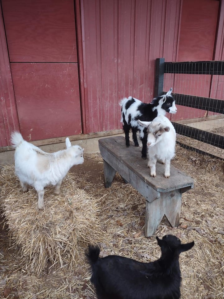 Baby Goats + Peaks Of Otter Farm Stay + Parkway - Bedford, VA