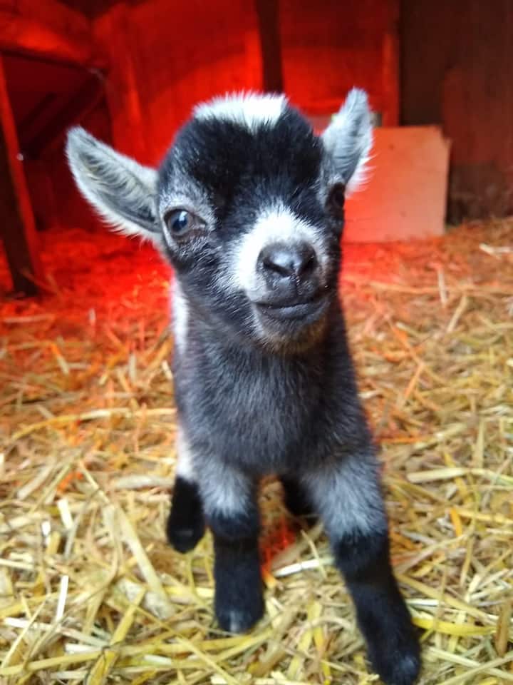 Baby Goats + Baby Donkey + Farm Stay + Parkway - Bedford, VA