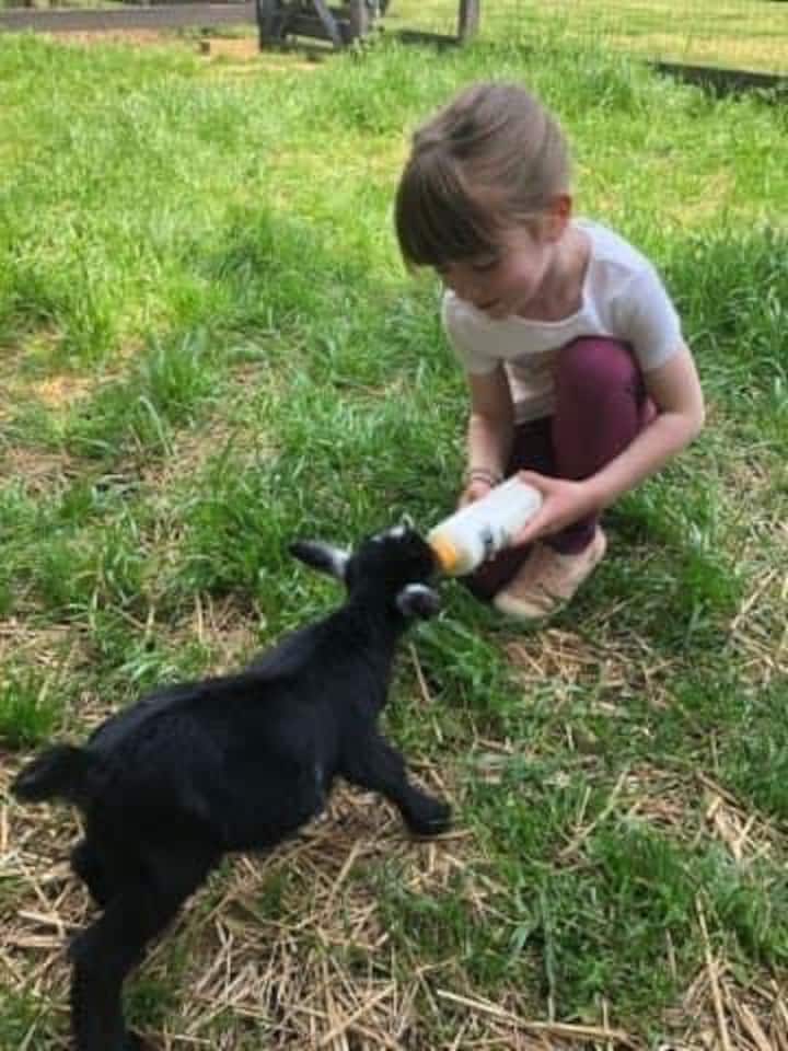 Baby Donkey + Baby Goats + Farm Stay +Balcony - Bedford, VA