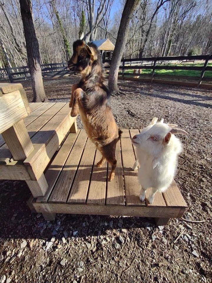 Baby Donkey + Baby Goats + Farm Stay + Balcony - Bedford, VA
