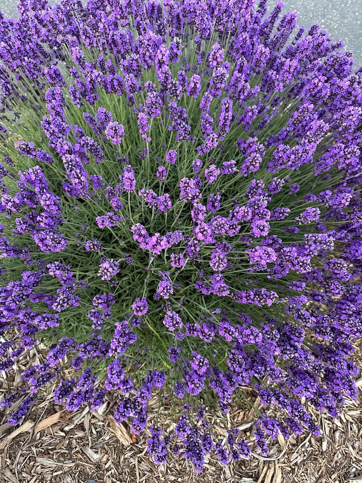 Cozy Cottage For Work Or Play. - Two Harbors, MN