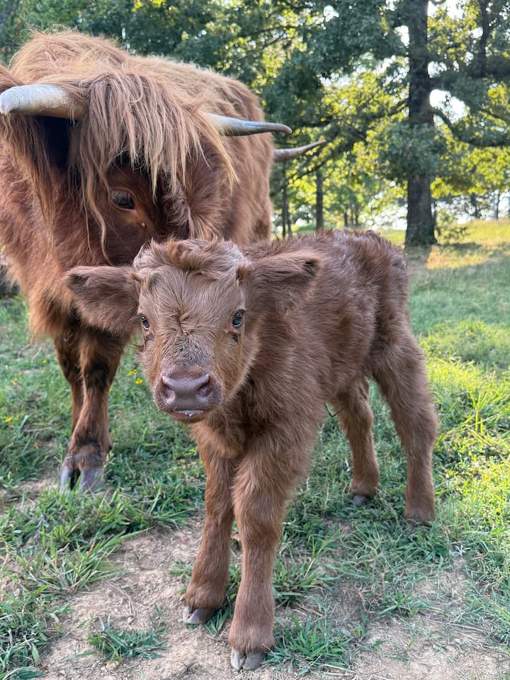 Cottage @ Stoneglade: Farm Stay W/ Highland Cows! - Arkansas