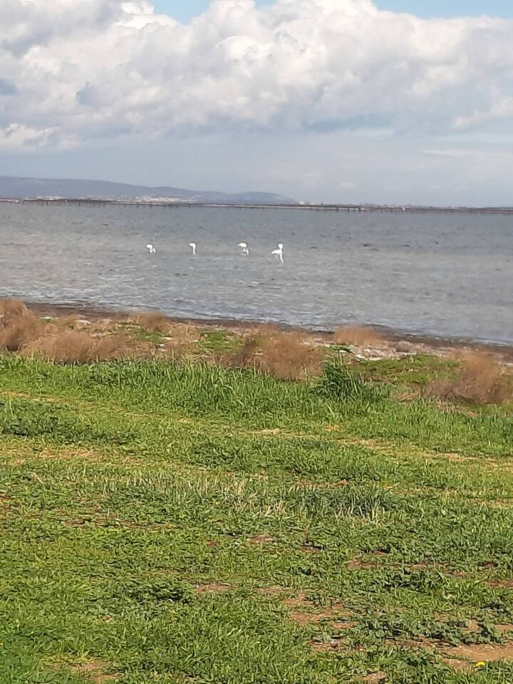 Appartement Proche De L éTang De Thau - Marseillan