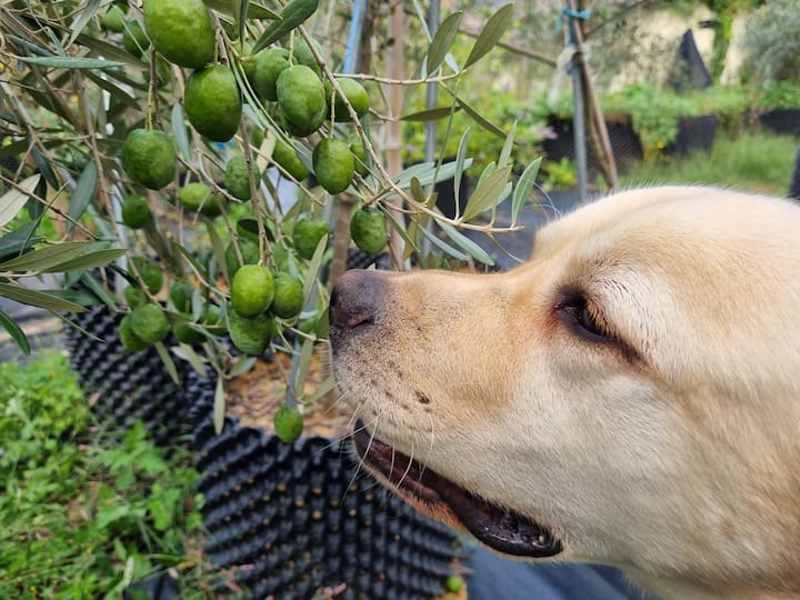 올리브숲(야호콩콩민박) - South Korea