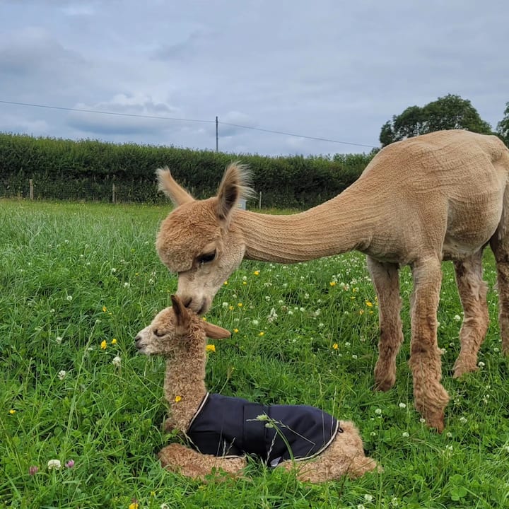Old Forge And Alpacas! - 체더