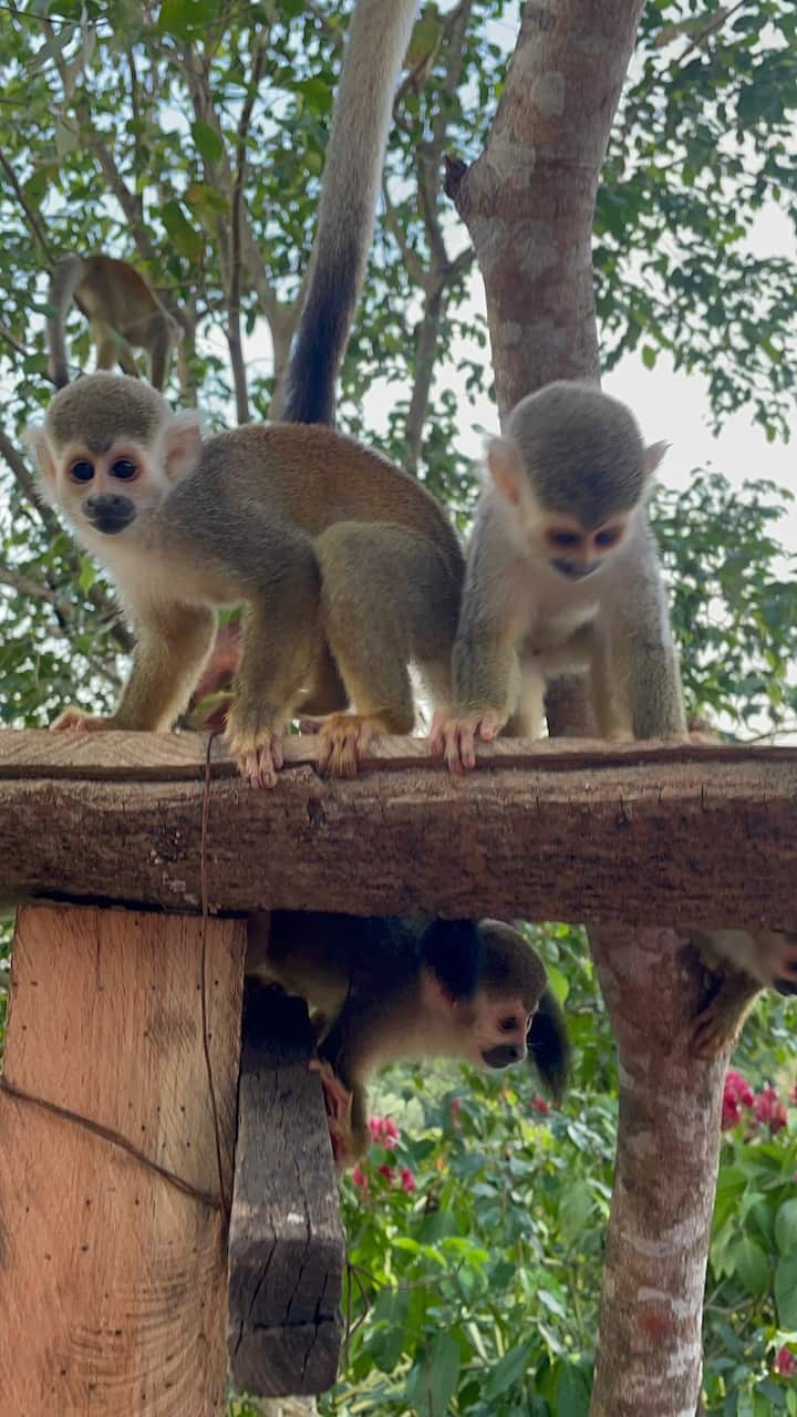 Bosque De Los Monos - Villanueva
