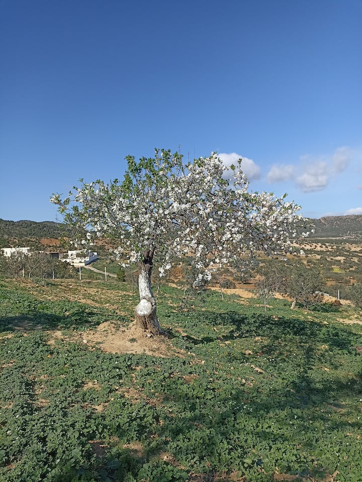 Dar El Khir - Hammamet