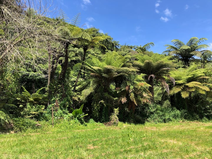 Native Forest Camping Spot - Te Puke