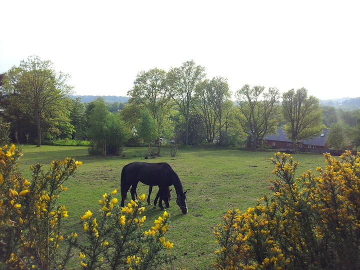 Camping In The South Downs Countryside - Alton