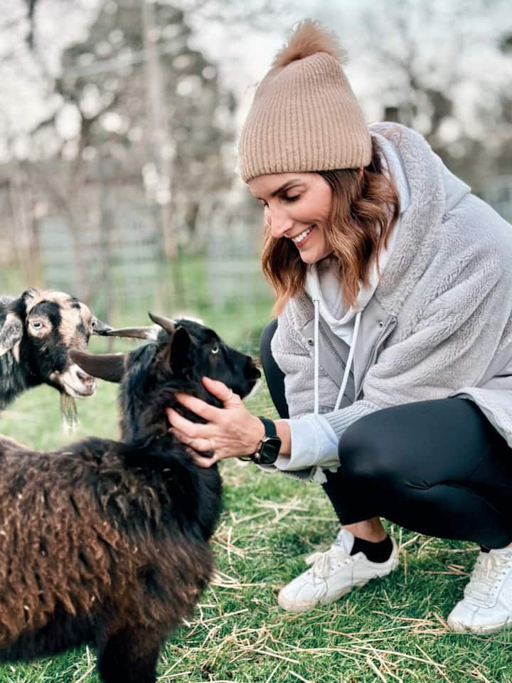 Historic Farm Romance With Miniature Goat Feeding - Penguin