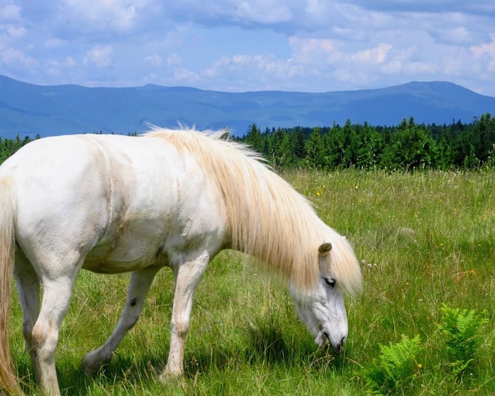 Carpathian Cabin • Icelandic Horses • Hestur Ivo - Izvoare
