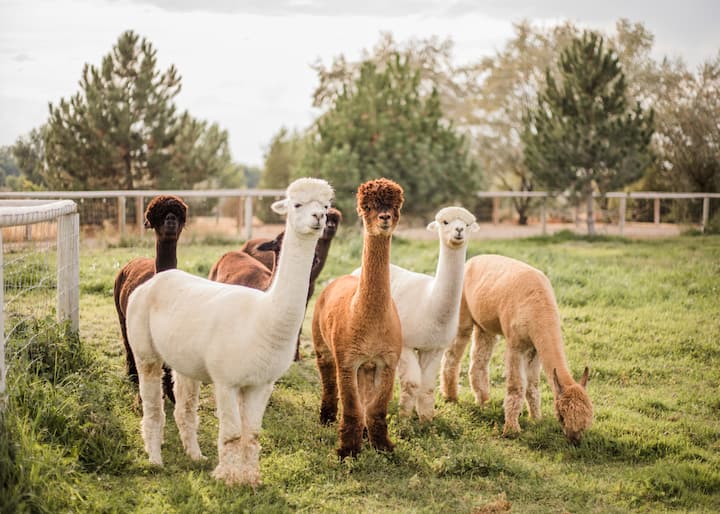 Alpacas Beautiful Modern Mountain View Farm Stay - Nampa, ID