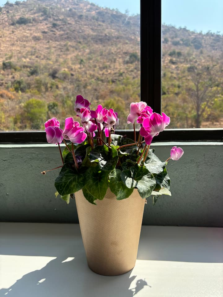 Ngwaritsi Mountain Homestead - Steelpoort