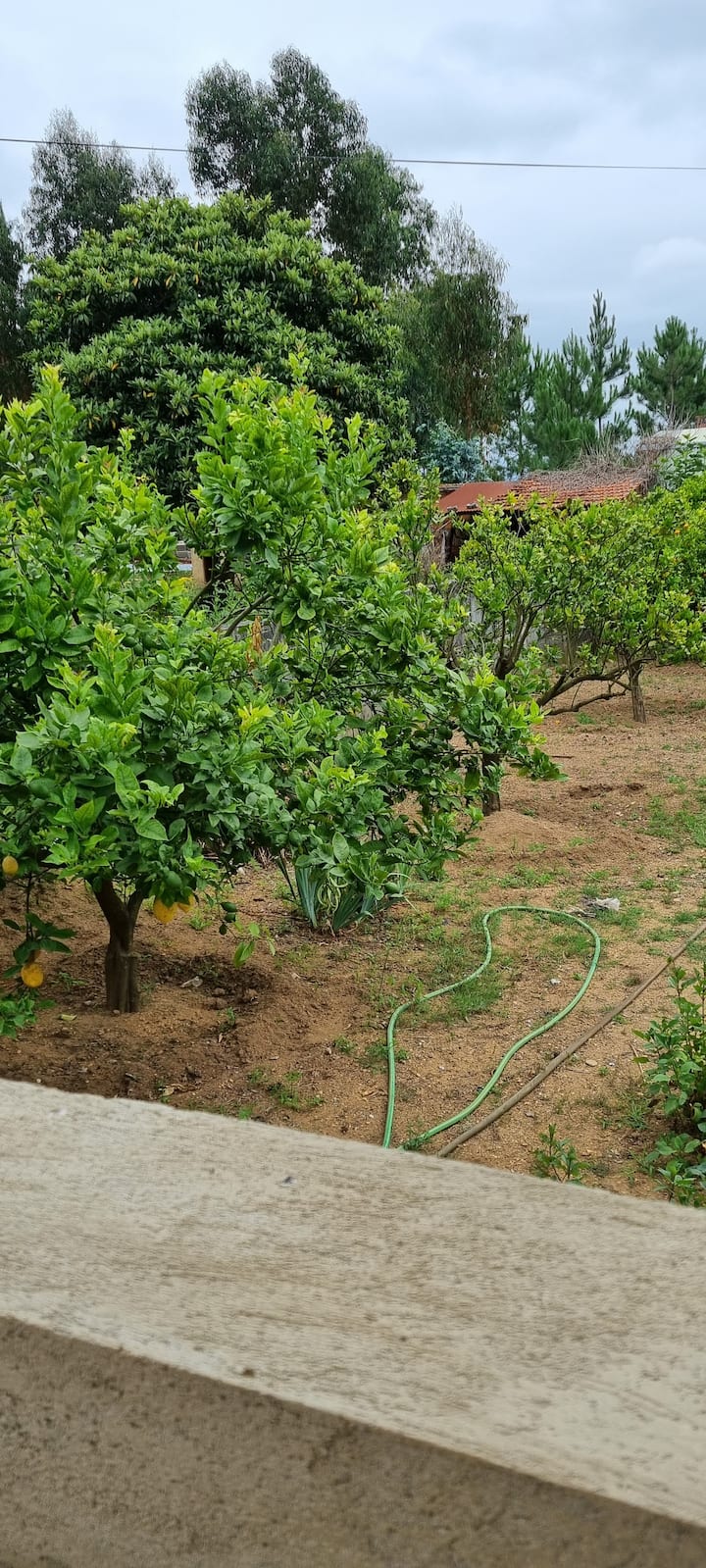 Au Milieu Agrumes Et Eucalyptus - Águeda