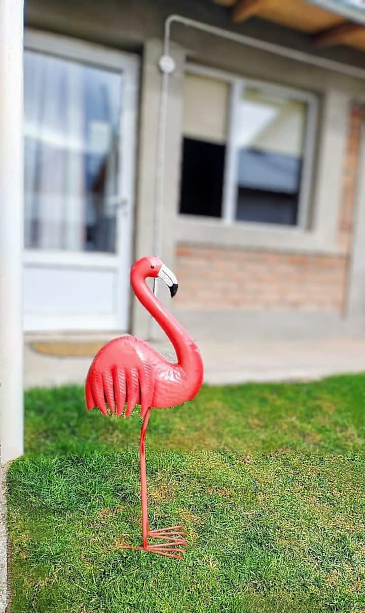 Flamencos Apart - Esquel