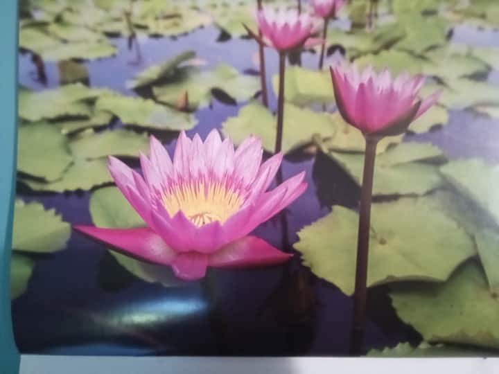 Emmanuel - 羅托路亞