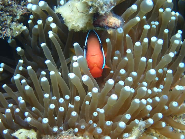 Blue Season Dive Center蓝色季节潜水中心 - Mambajao