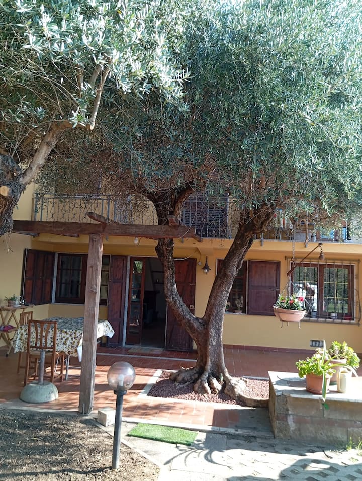 The 3 Olive Trees - Massa
