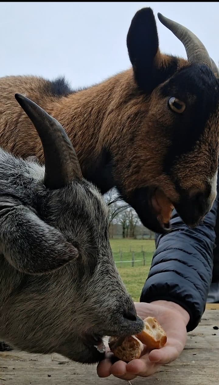 Bêêêl Campagne - Immersion Entre Chèvres Et Nature - Oradour-sur-Glane
