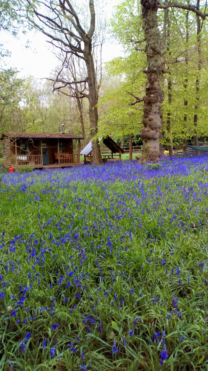 The Shack In The Woods - Warwickshire