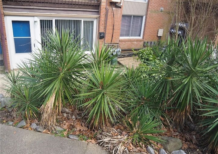 Suburban Bungalow - Chesterfield