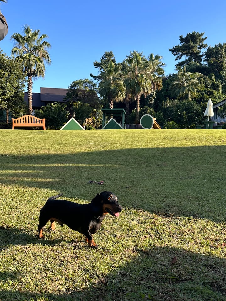 [구좌 세화]반려견 동반가능한 넓은정원<원룸> - Jeju-si