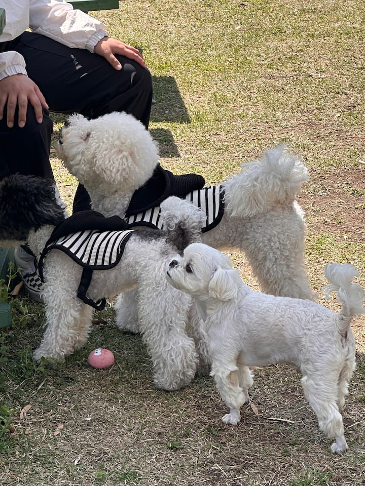 [구좌 세화] 반려견과 놀기좋은 넓은정원<원룸> - Jeju-si