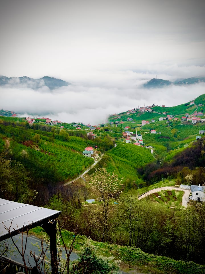 M Oda - Trabzon